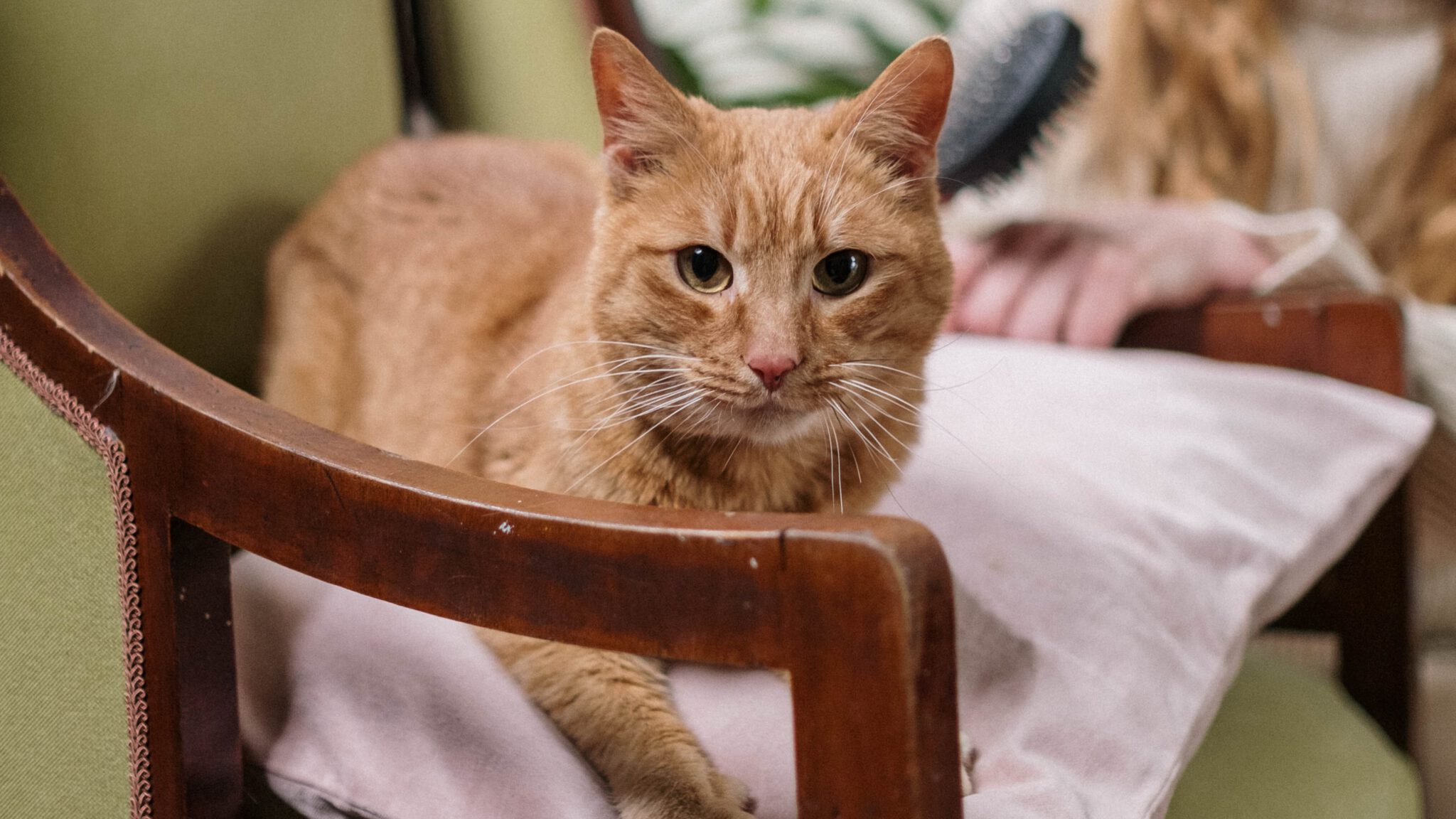 Heeft mijn kat vlooien? 9 TIPS om het te bestrijden! - KatofPoes.nl