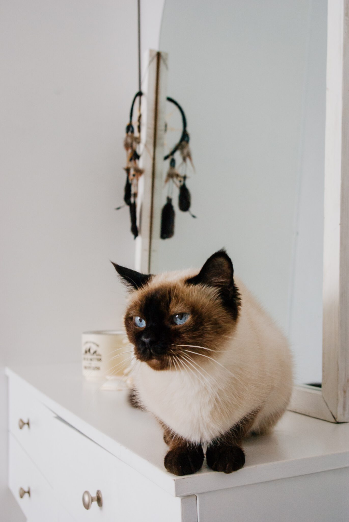 Heilige Birmaan: alles wat je moet weten over dit kattenras! - KatofPoes.nl