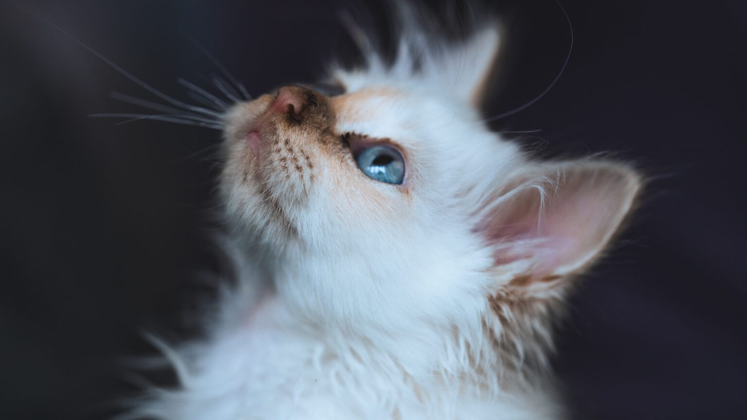 Heilige Birmaan: alles wat je moet weten over dit kattenras! - KatofPoes.nl