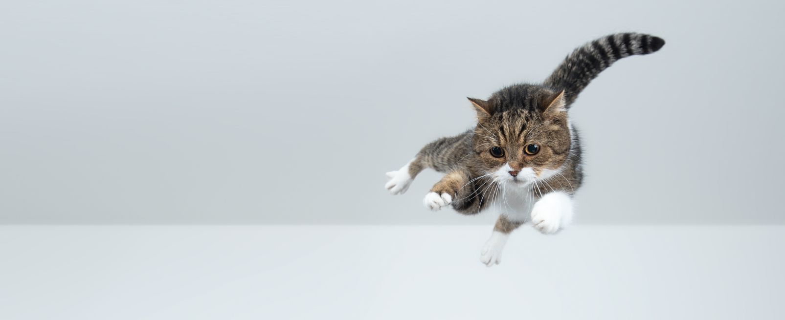 Kat uit het raam gevallen of gesprongen? Doe dit nu! - KatofPoes.nl